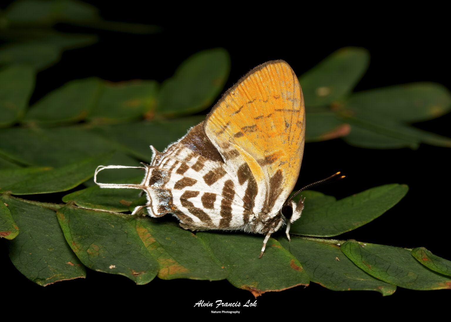 Family Lycaenidae (Gossamer-winged butterflies) - Biodiversity (Singapore)