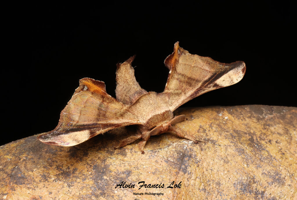 Family Bombycidae (Silkworm moths) - Biodiversity (Singapore)