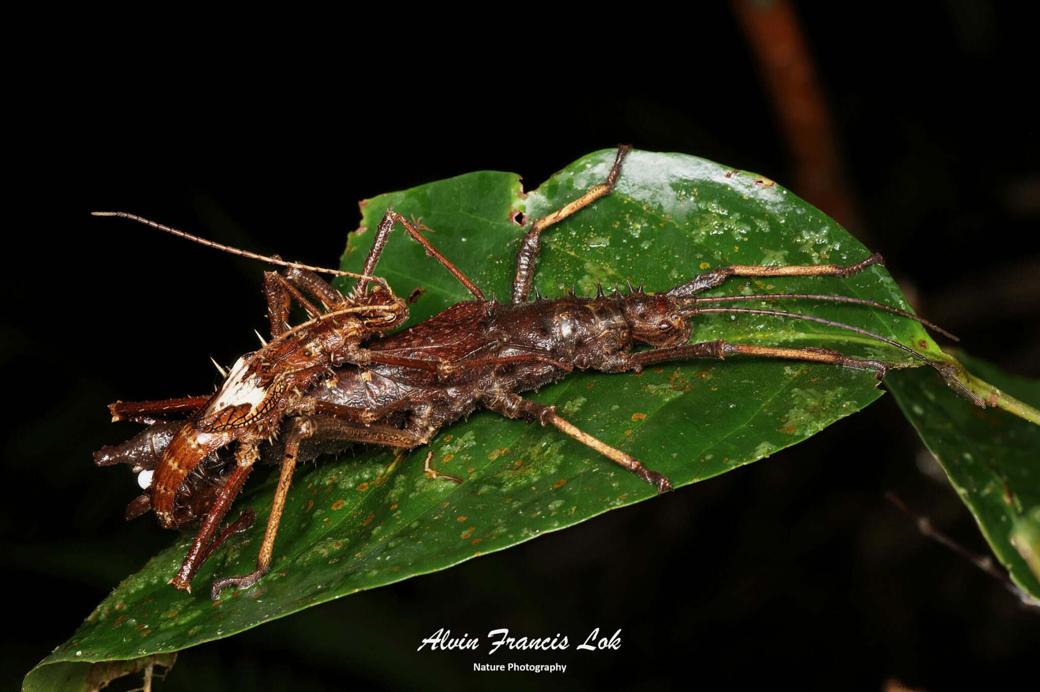 Phasmatodea (Stick & Leaf Insects) - Biodiversity (Singapore)