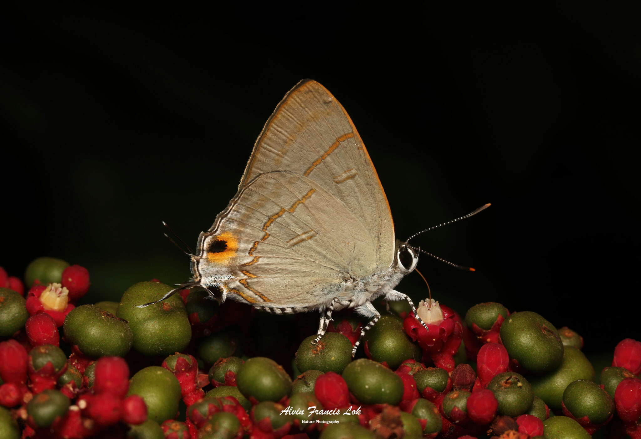 Family Lycaenidae (Gossamer-winged butterflies) - Biodiversity (Singapore)