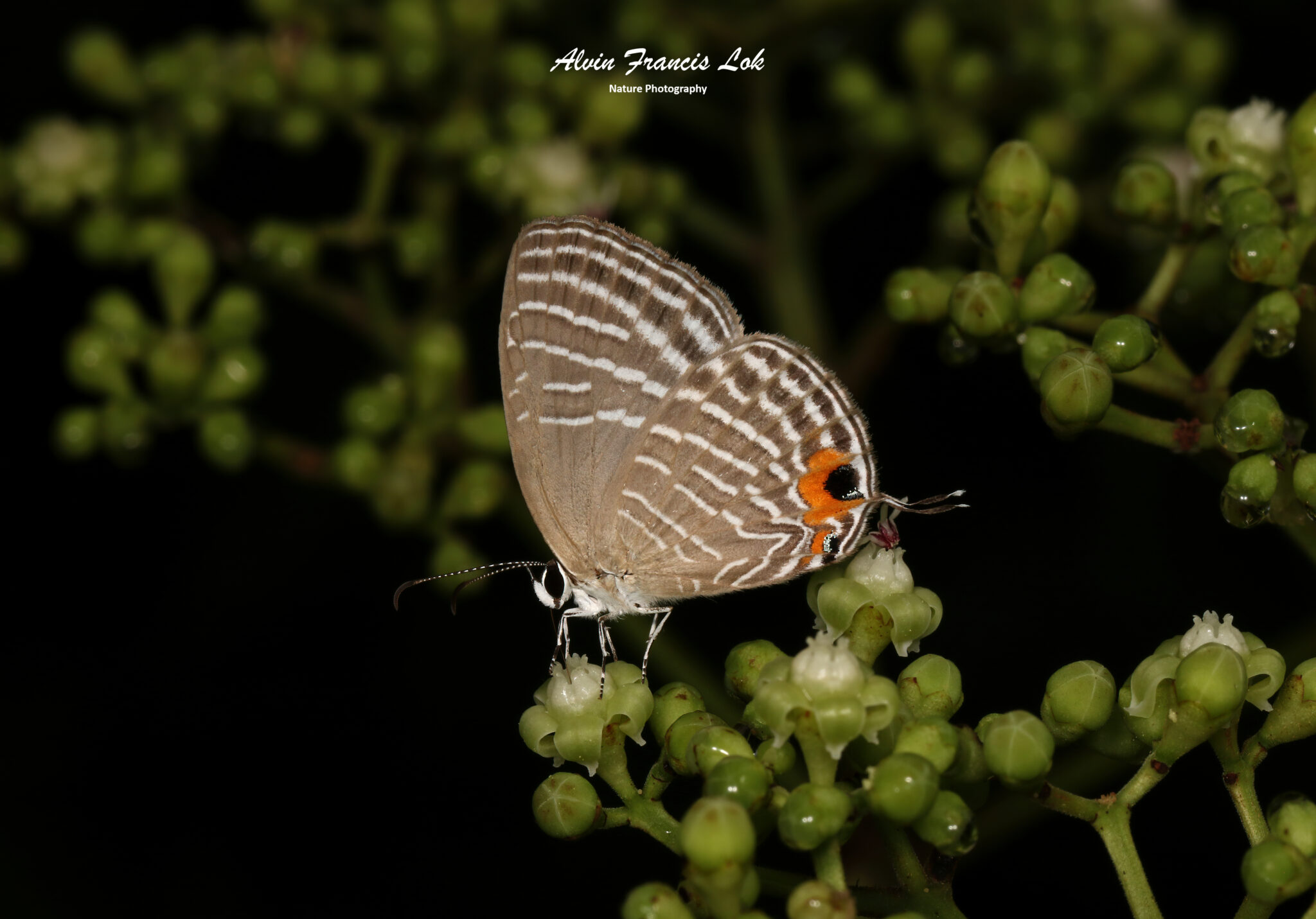 Family Lycaenidae (Gossamer-winged butterflies) - Biodiversity (Singapore)