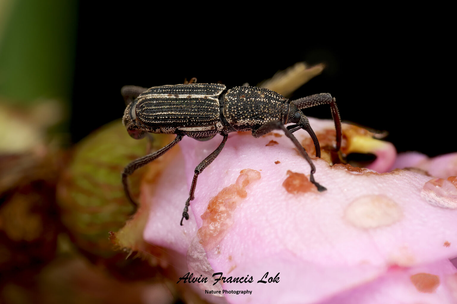 Family Curculionidae (Snout Beetle Weevil) - Biodiversity (Singapore)