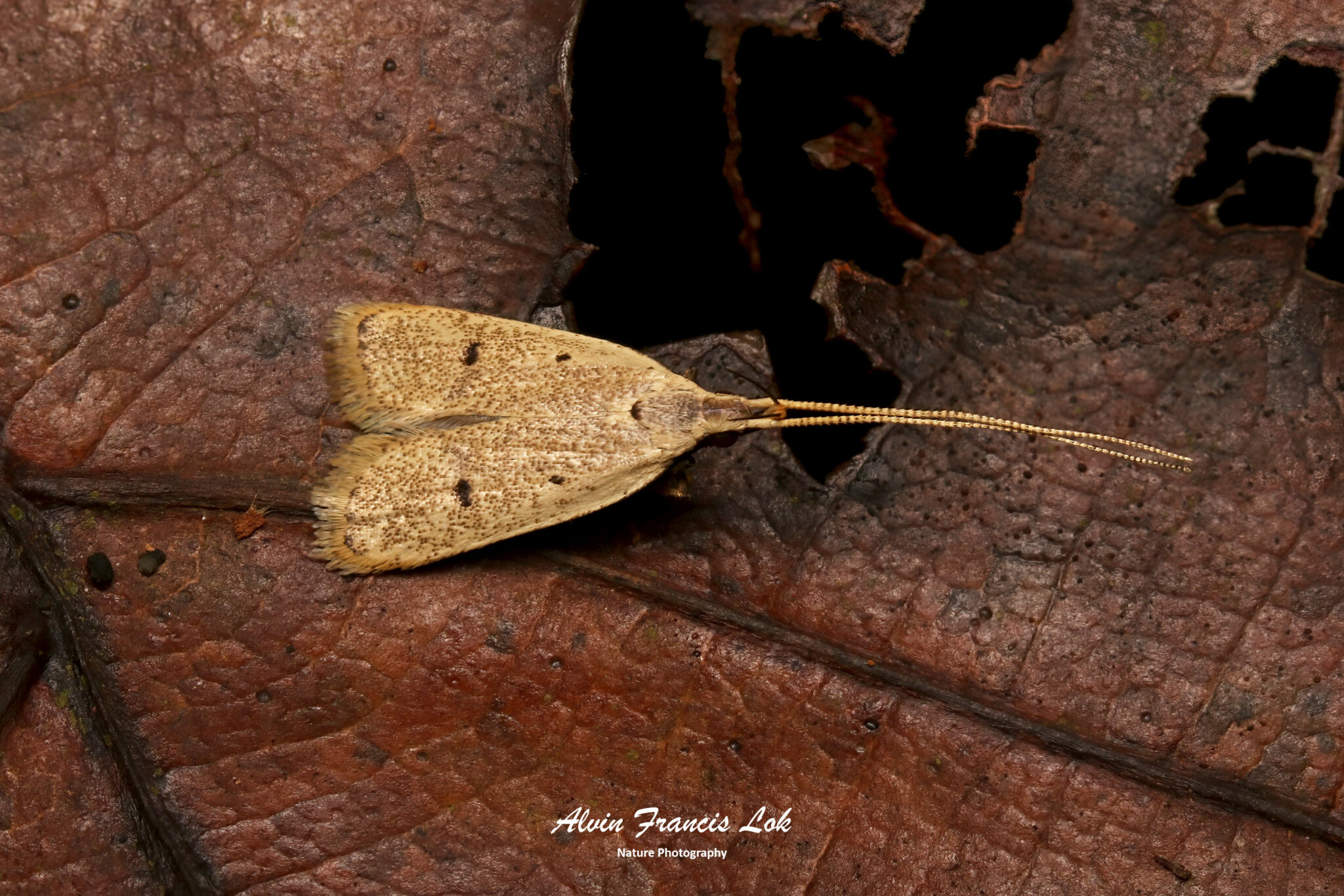 Family Lecithoceridae (Longed-horned moths) - Biodiversity (Singapore)