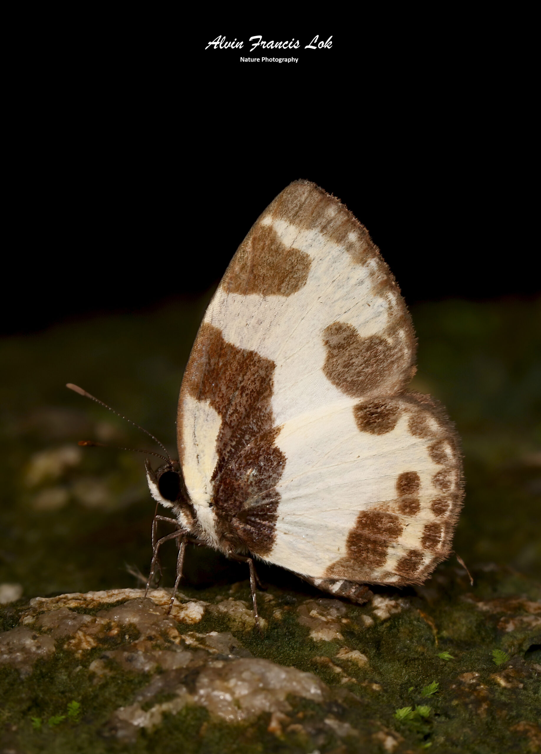 Family Lycaenidae (Gossamer-winged butterflies) - Biodiversity (Singapore)