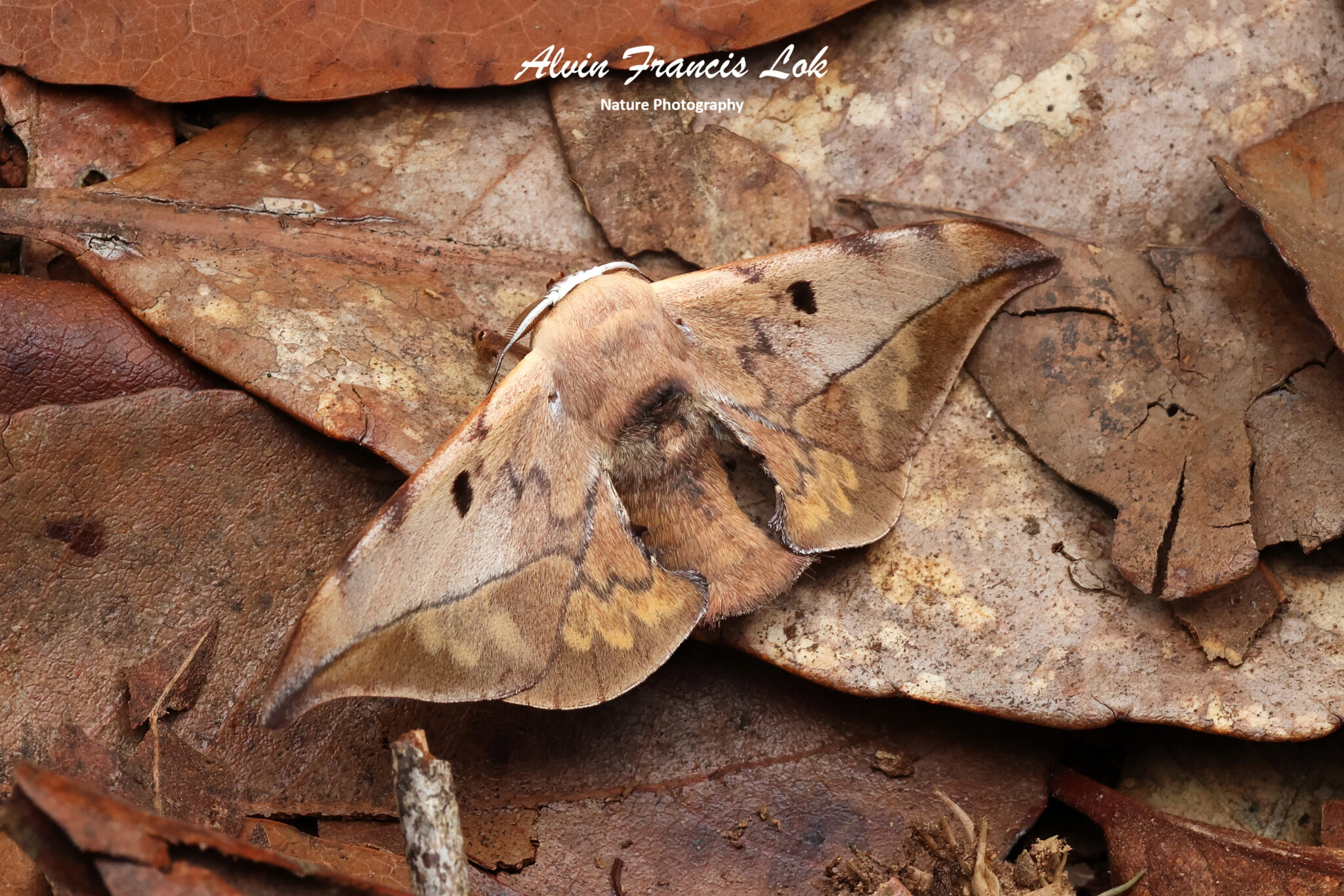 Lepidoptera (Butterflies and Moths) - Biodiversity (Singapore)