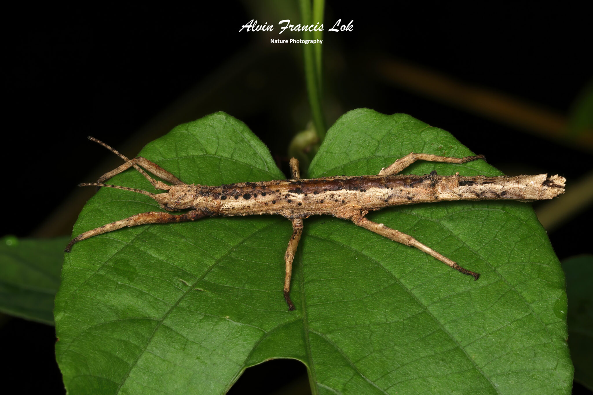 Phasmatodea (Stick & Leaf Insects) - Biodiversity (Singapore)