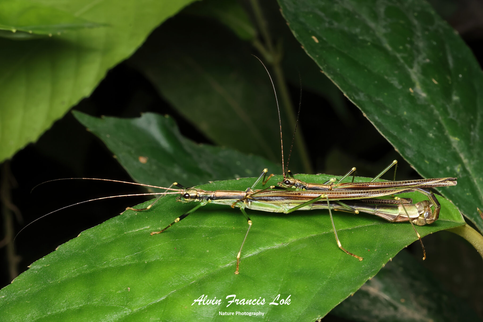 Phasmatodea (Stick & Leaf Insects) - Biodiversity (Singapore)