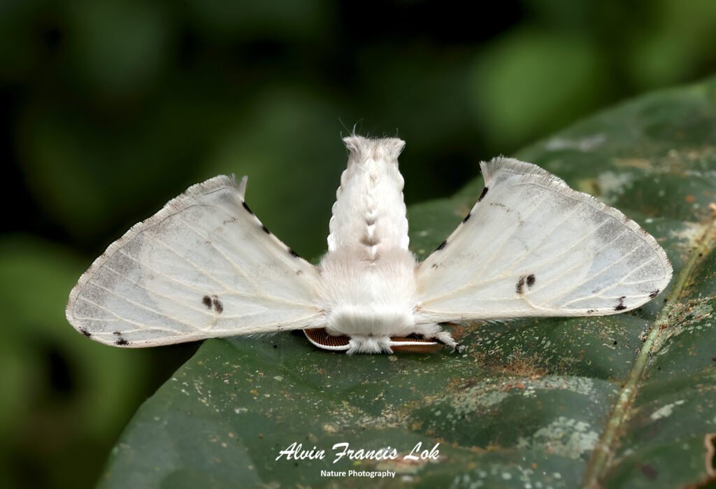 Family Bombycidae (Silkworm moths) - Biodiversity (Singapore)