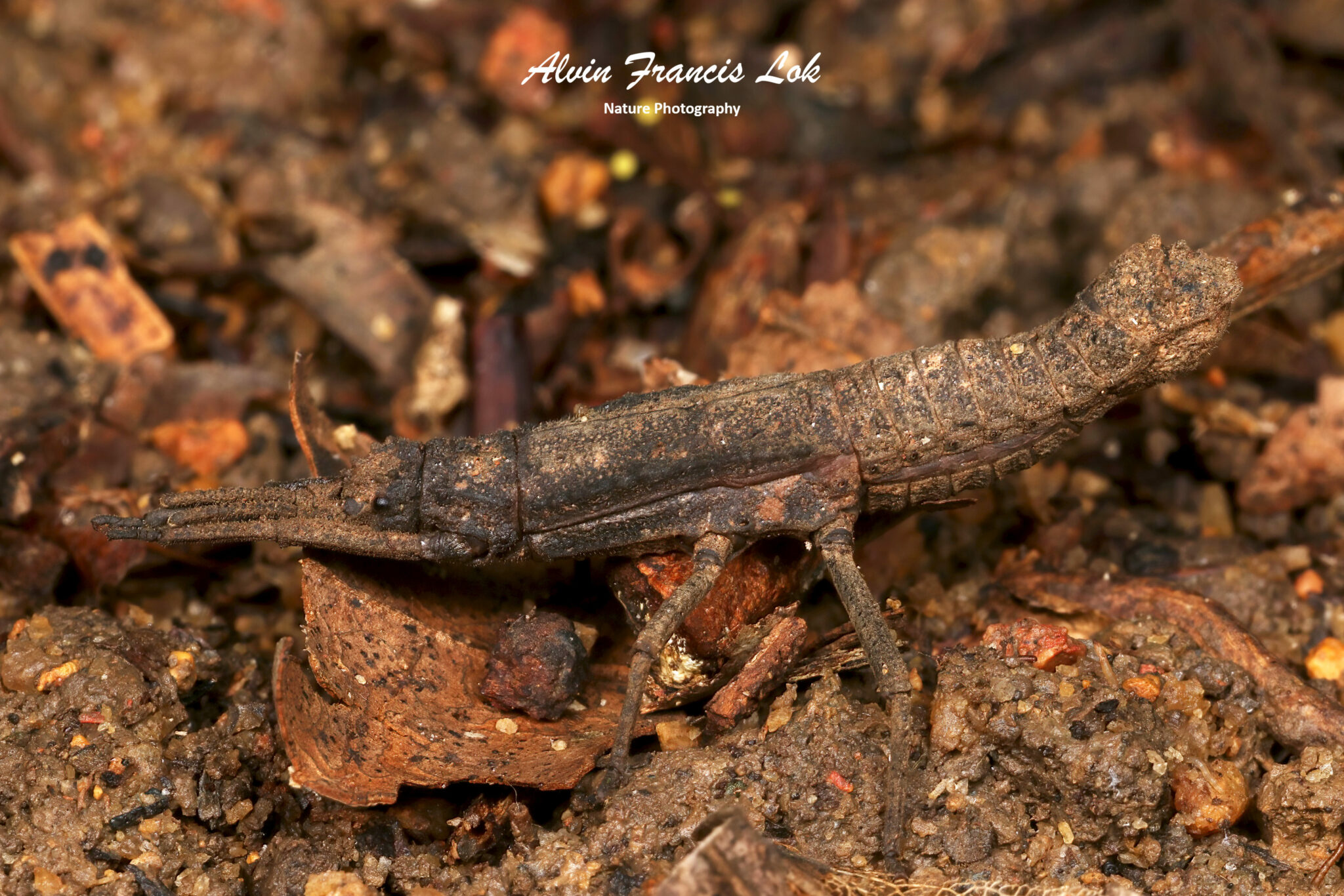 Phasmatodea Stick Leaf Insects Biodiversity Singapore