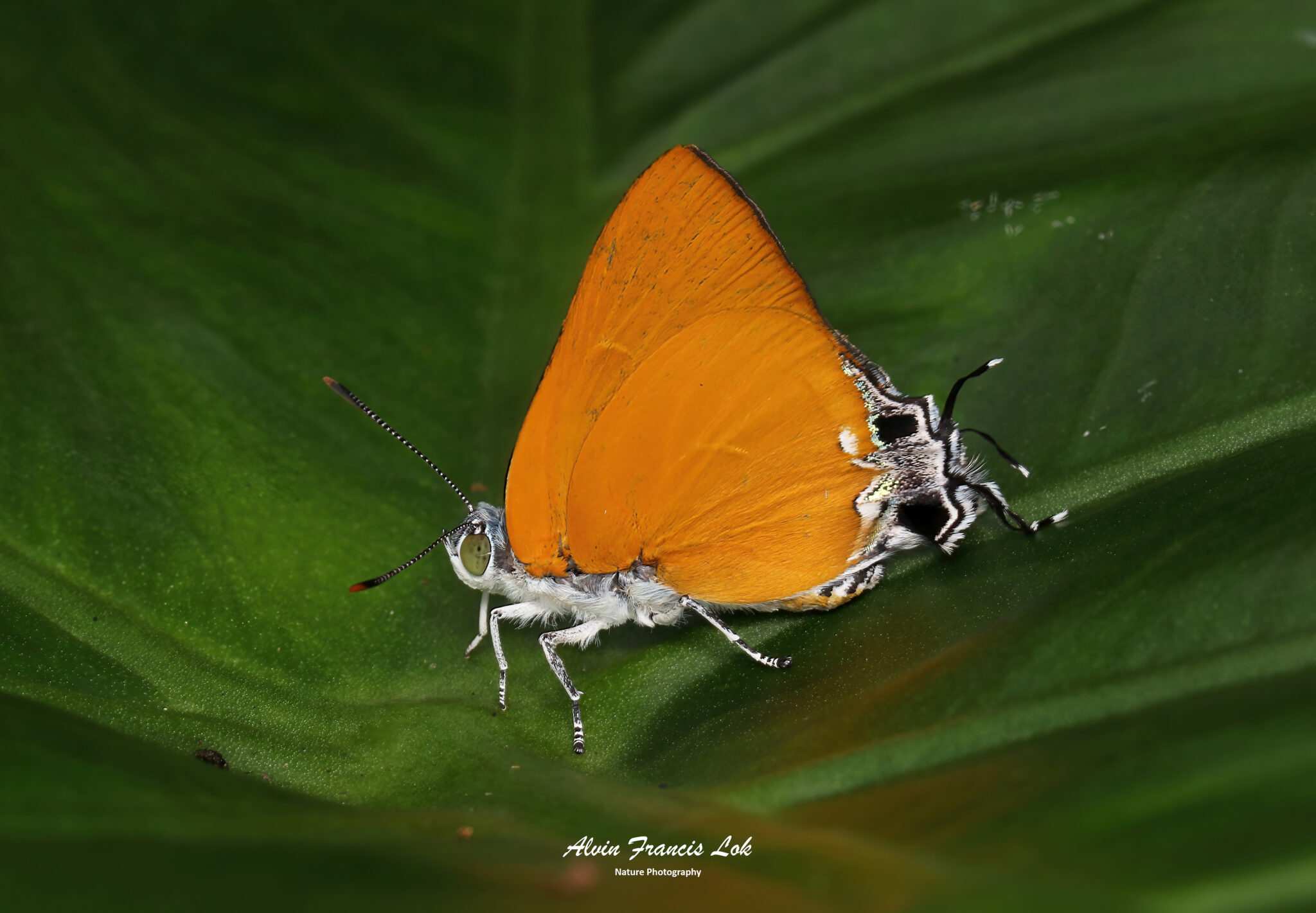 Family Lycaenidae (Gossamer-winged butterflies) - Biodiversity (Singapore)