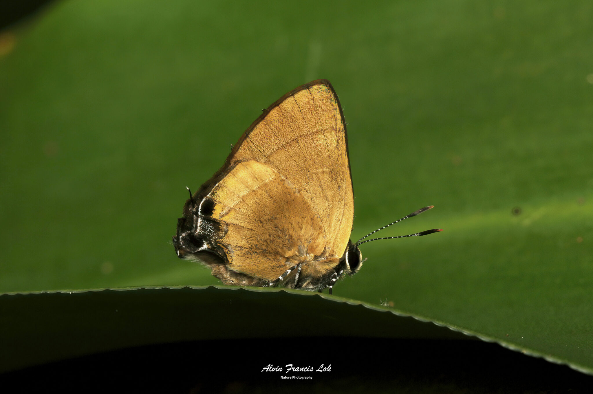Family Lycaenidae (Gossamer-winged butterflies) - Biodiversity (Singapore)