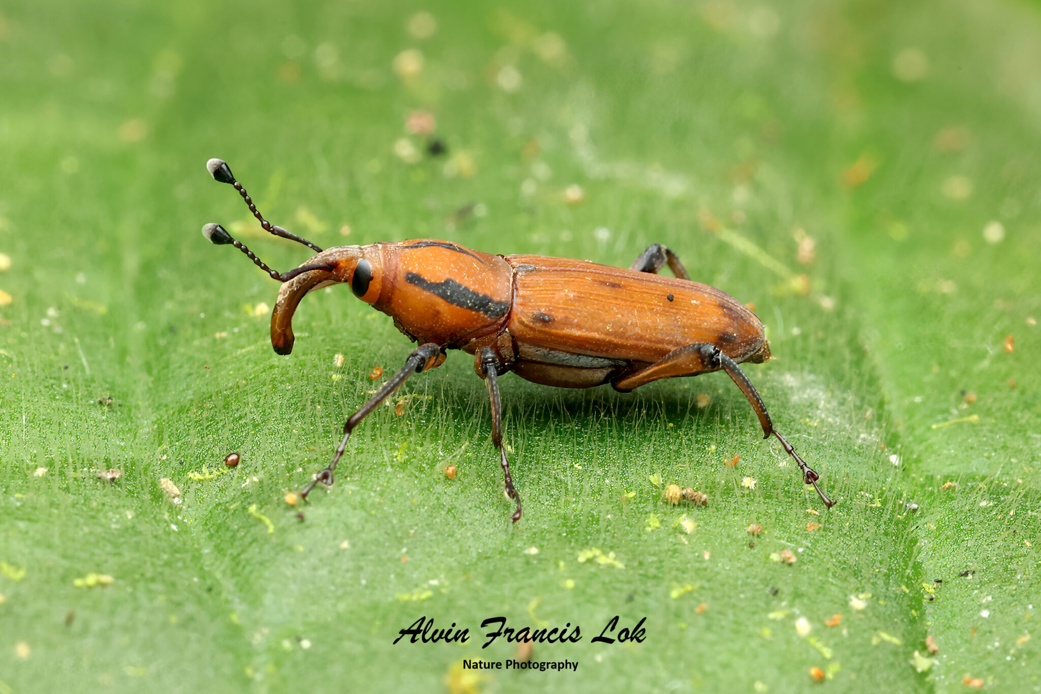Family Curculionidae (Snout Beetle Weevil) - Biodiversity (Singapore)