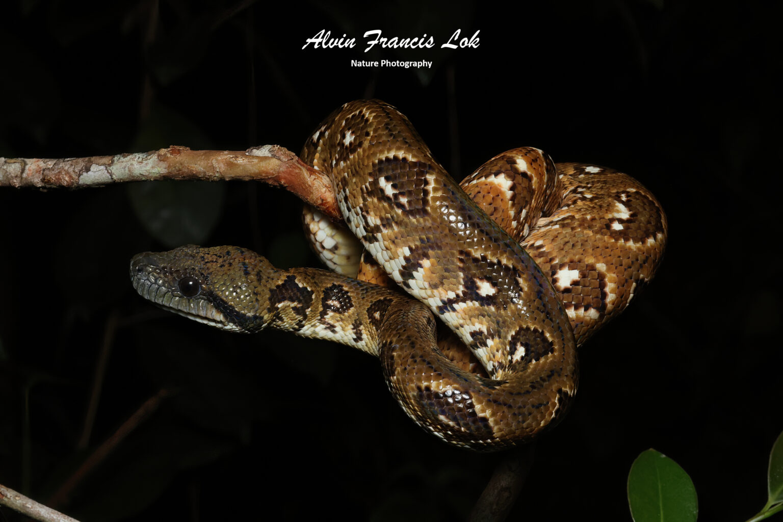 Serpentes (Snakes) - Biodiversity (Singapore)