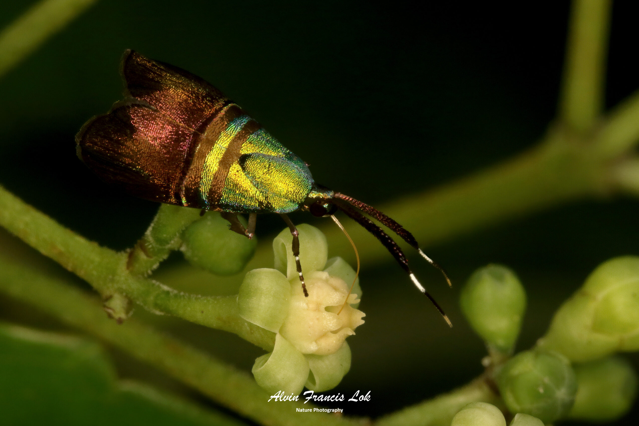 Family Choreutidae (Metalmark moths) - Biodiversity (Singapore)