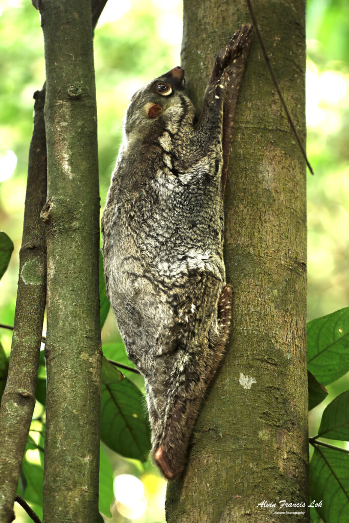 Mammalia (Mammals) - Biodiversity (Singapore)