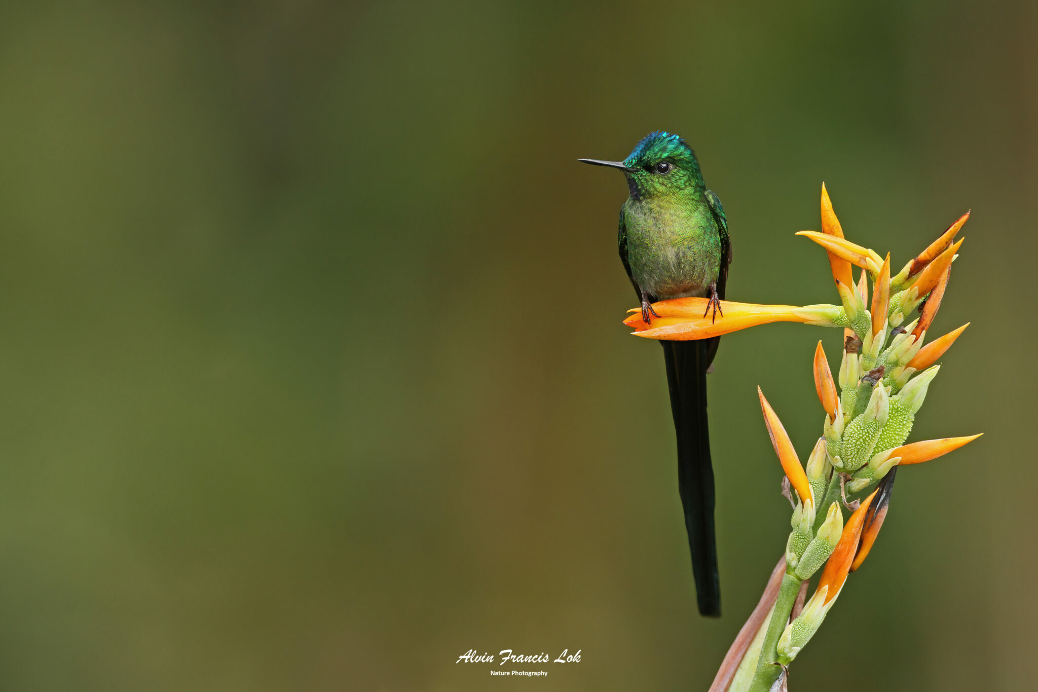 Family Trochilidae (Hummingbirds) - Biodiversity (Singapore)