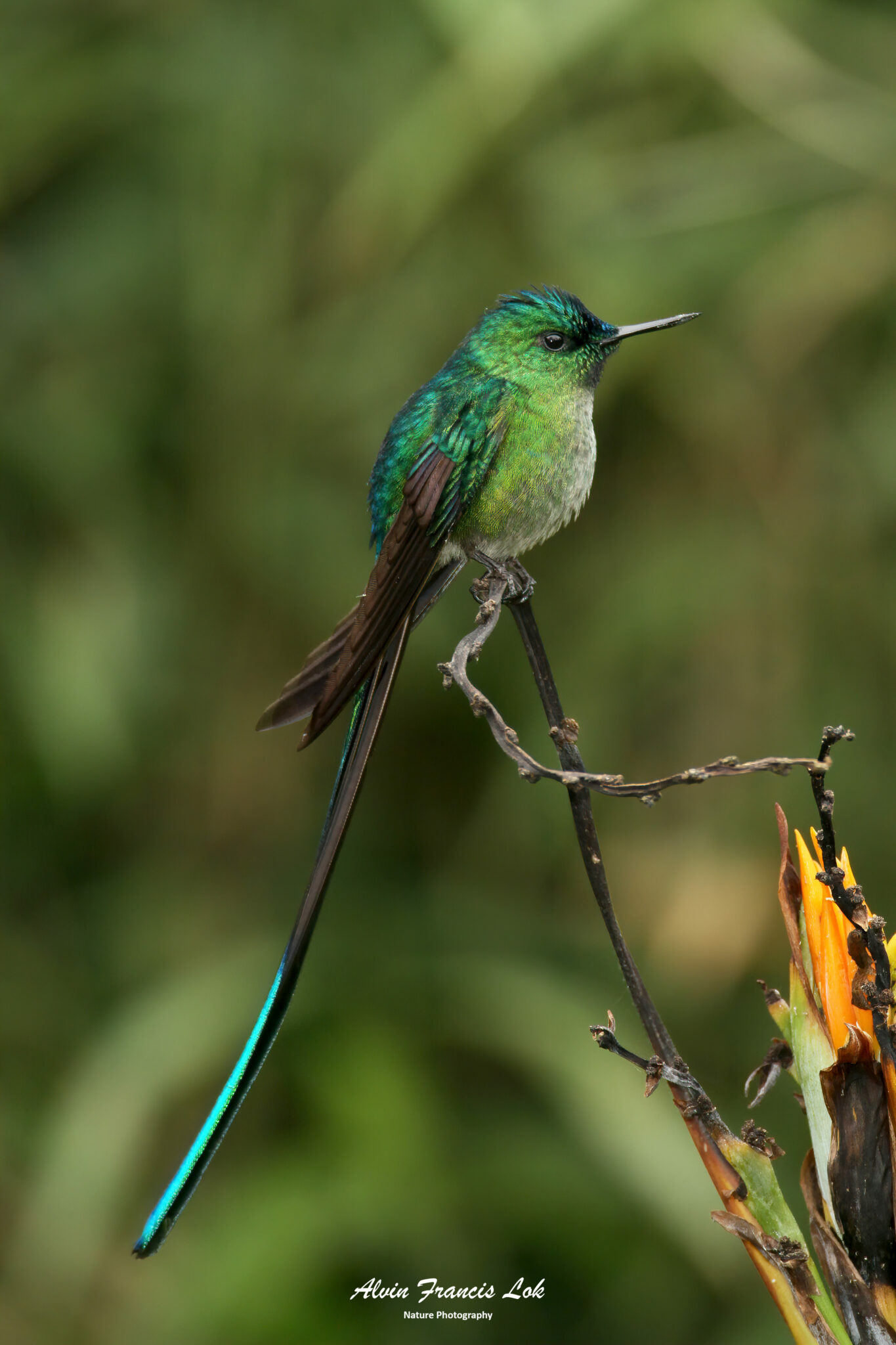 Family Trochilidae (Hummingbirds) - Biodiversity (Singapore)