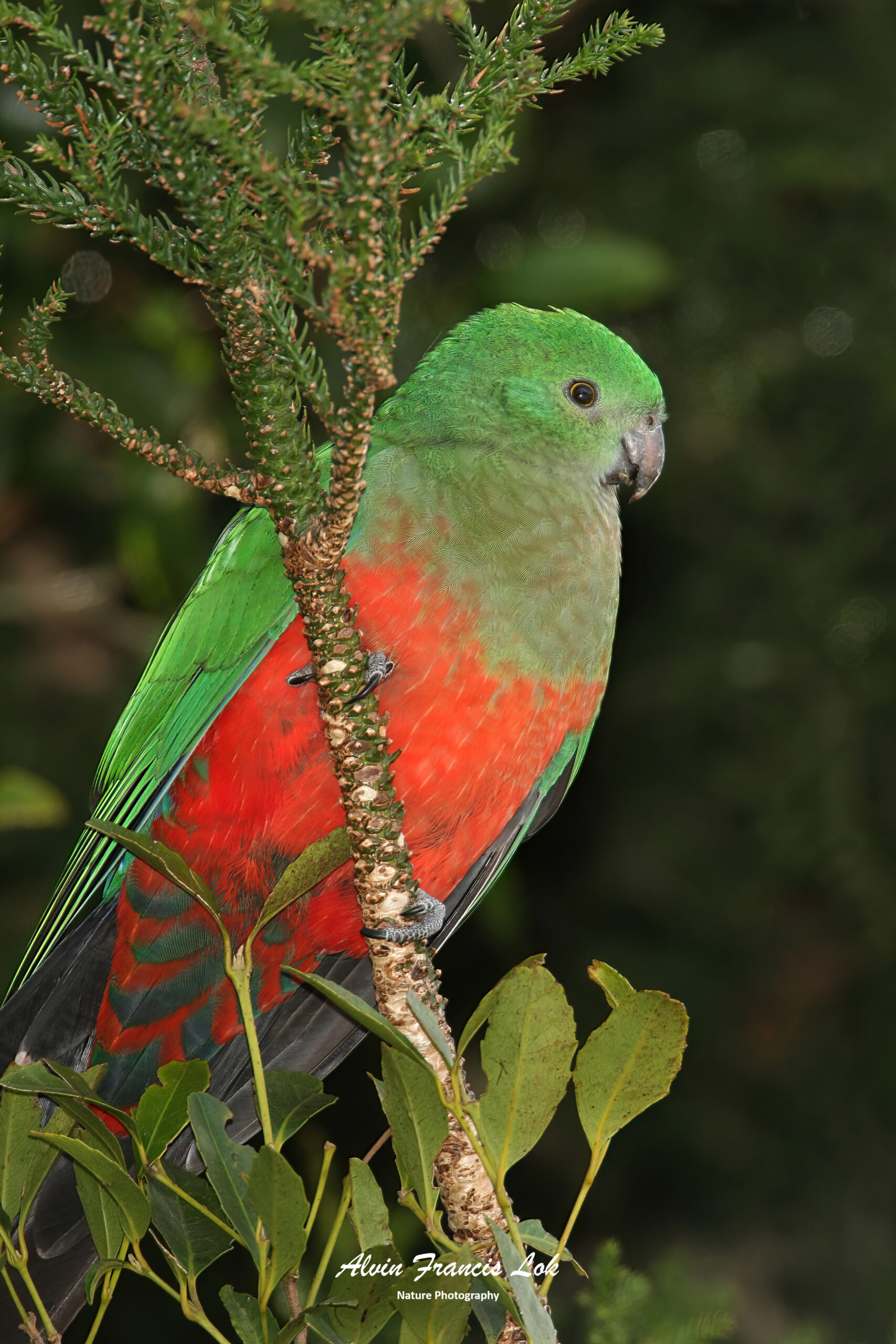 Family Psittaculidae (Old World Parrots) - Biodiversity (Singapore)