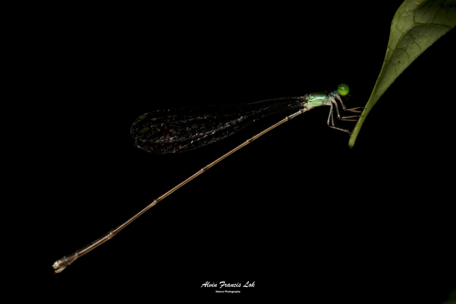 Odonata (Dragonflies & Damselflies) - Biodiversity (Singapore)