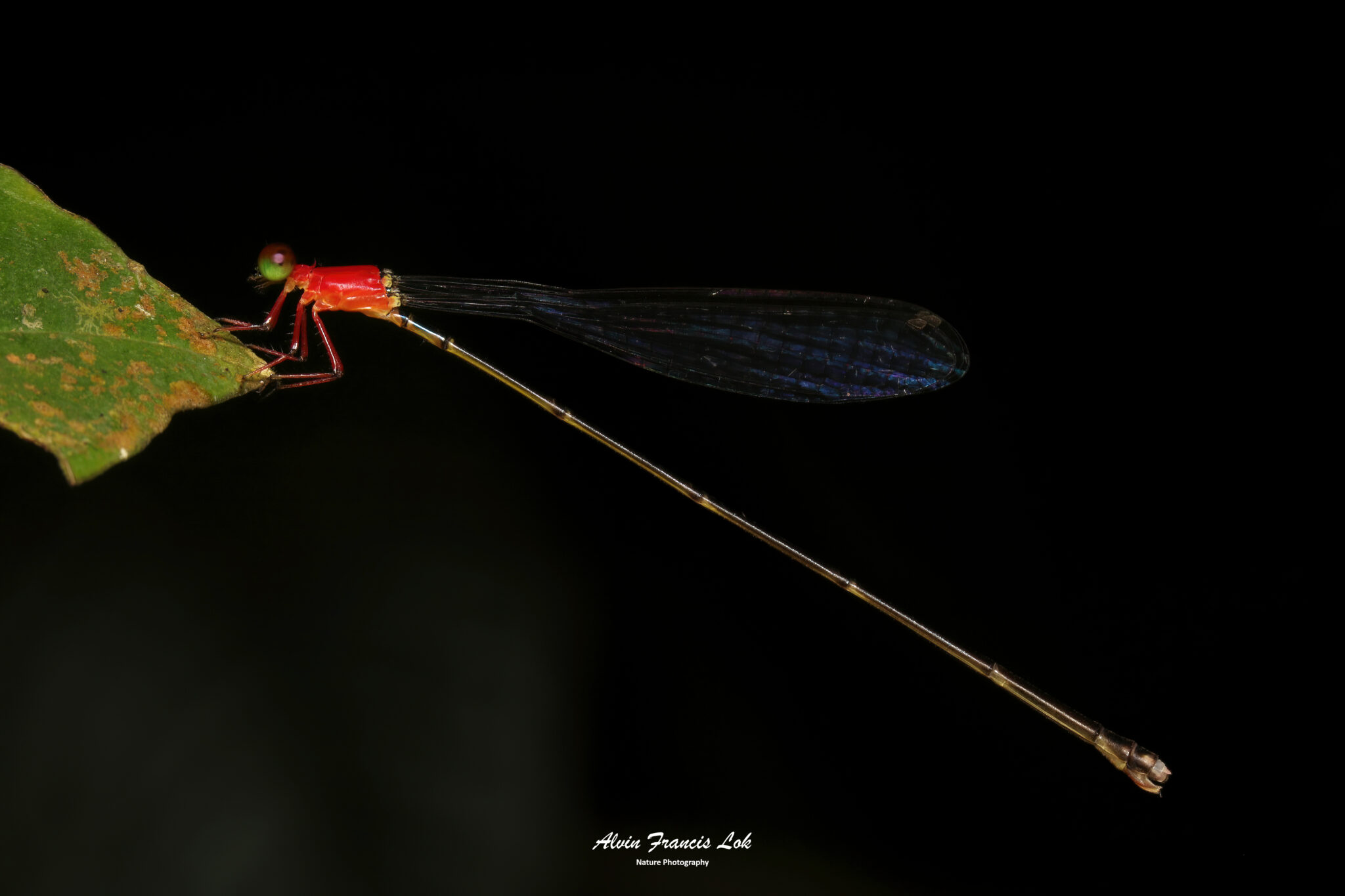 Odonata (Dragonflies & Damselflies) - Biodiversity (Singapore)