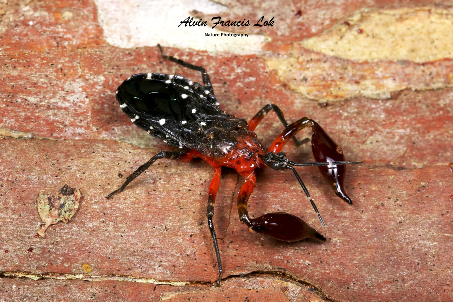 Family Reduviidae (Assassin Bugs) - Biodiversity (Singapore)