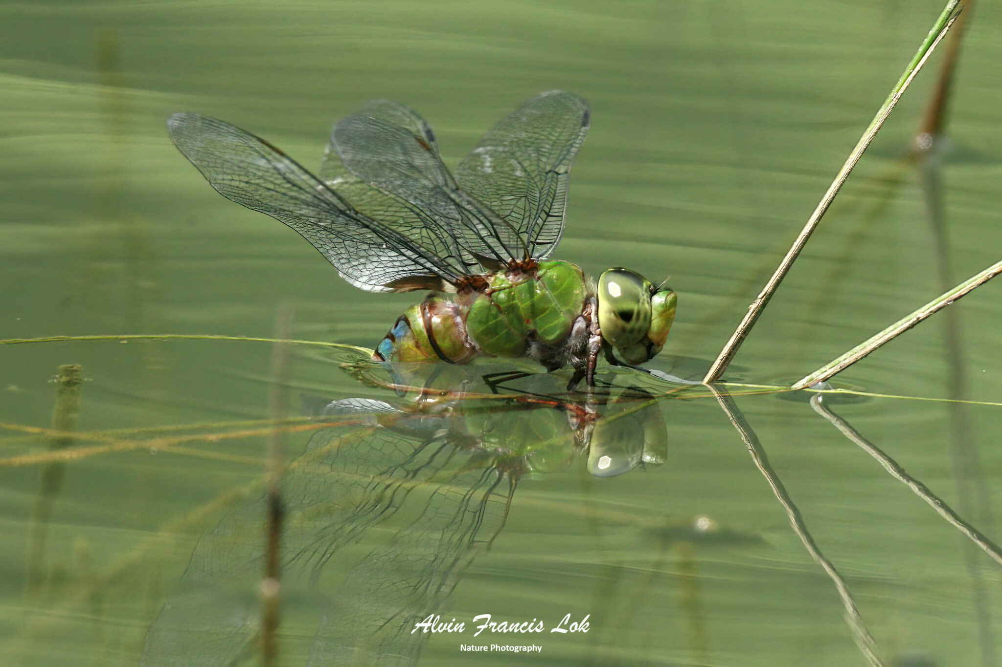 Odonata (Dragonflies & Damselflies) - Biodiversity (Singapore)