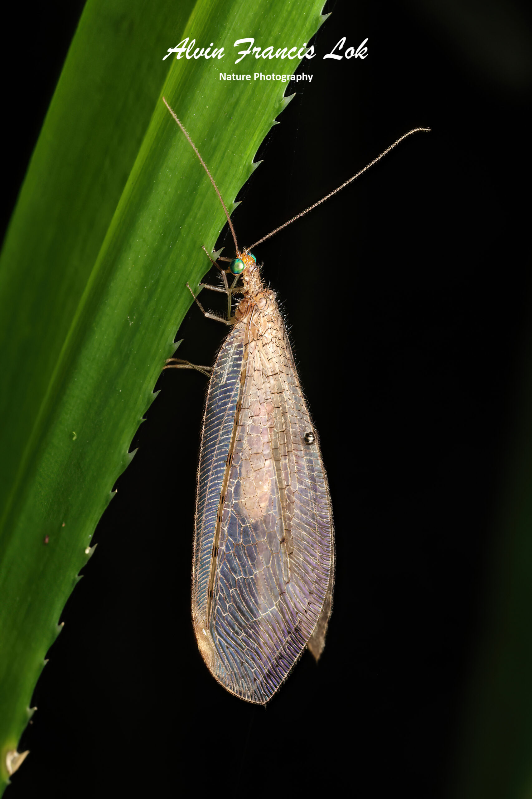 Neuroptera (Antlions, Lacewings, Mantidflies and Allies) - Biodiversity ...