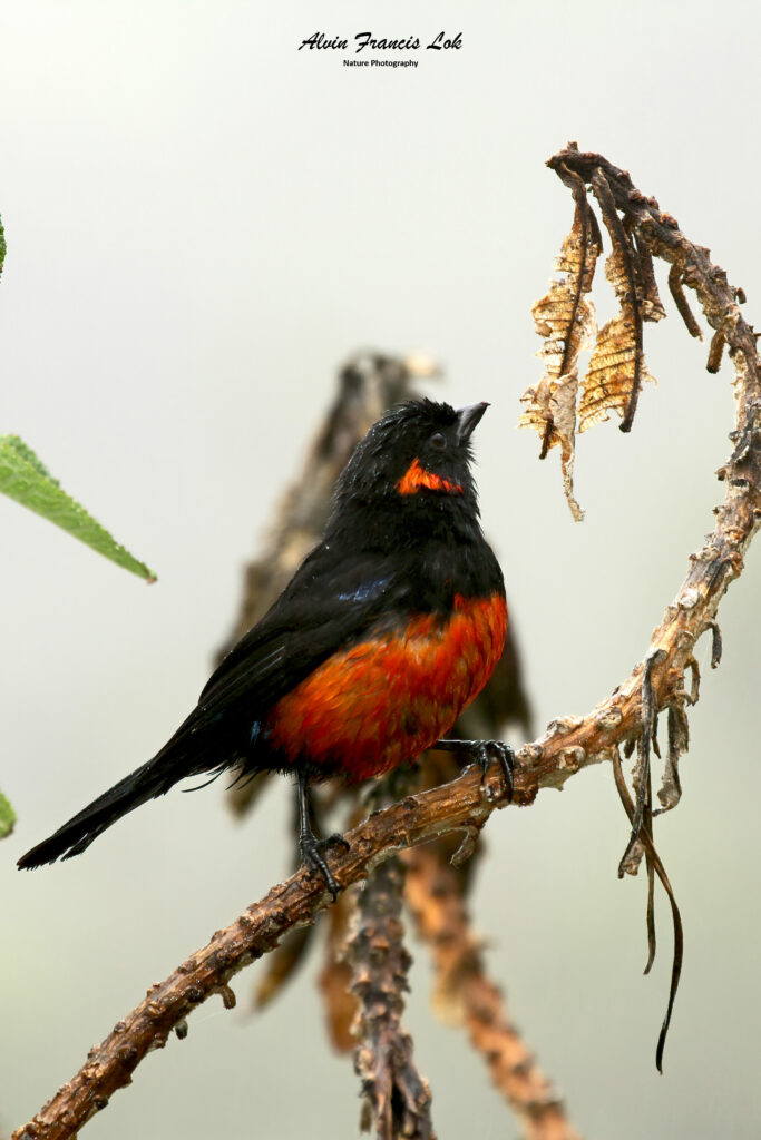 Family Thraupidae (Tanagers and Allies) - Biodiversity (Singapore)