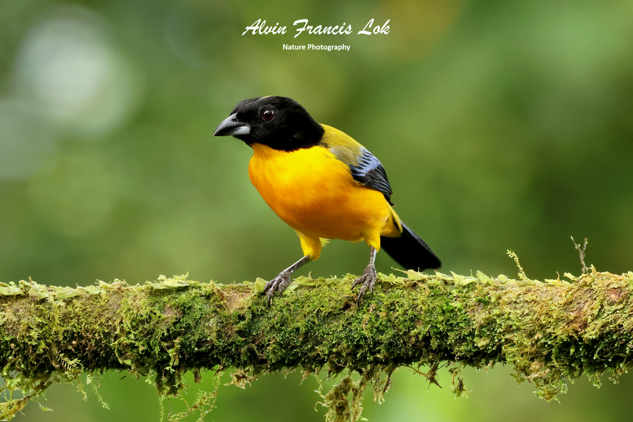 Family Thraupidae (Tanagers and Allies) - Biodiversity (Singapore)