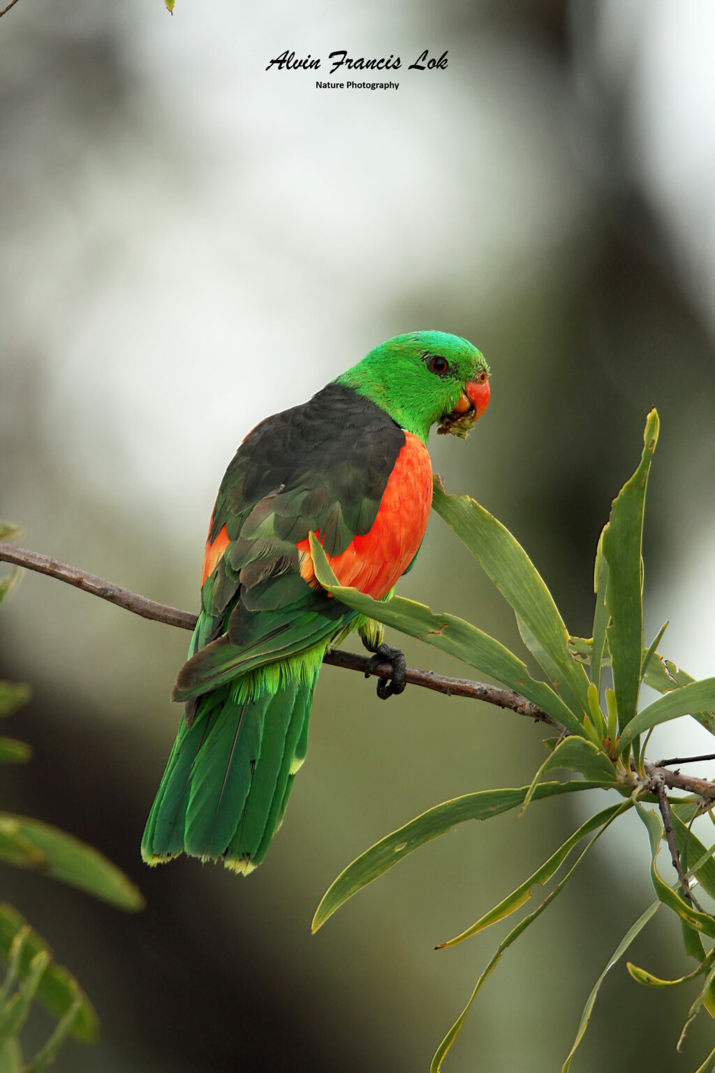 Family Psittaculidae (Old World Parrots) - Biodiversity (Singapore)