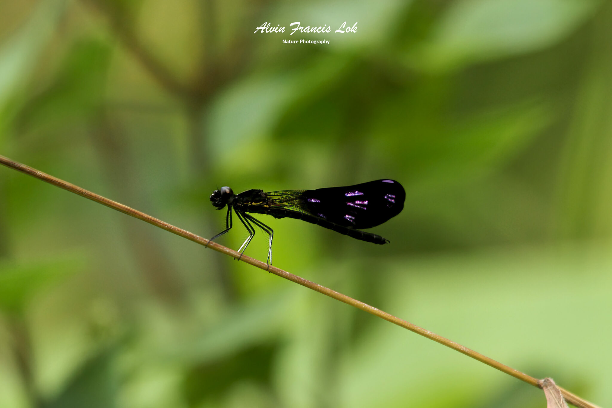 Odonata (Dragonflies & Damselflies) - Biodiversity (Singapore)