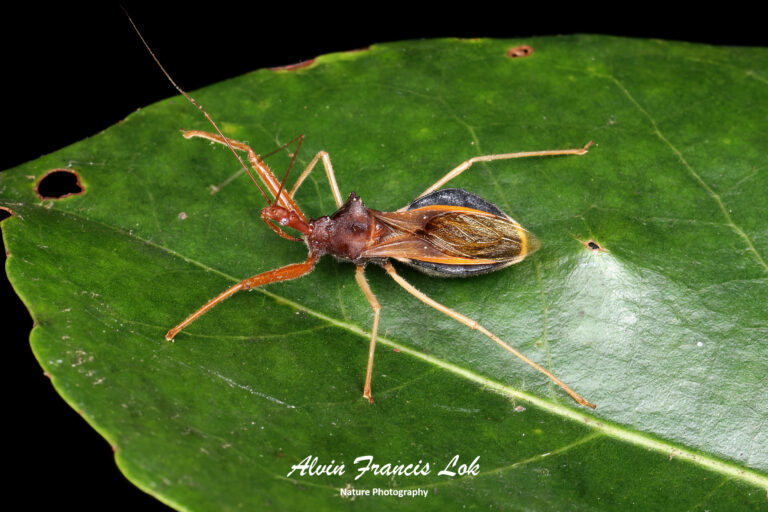 Family Reduviidae (Assassin Bugs) - Biodiversity (Singapore)