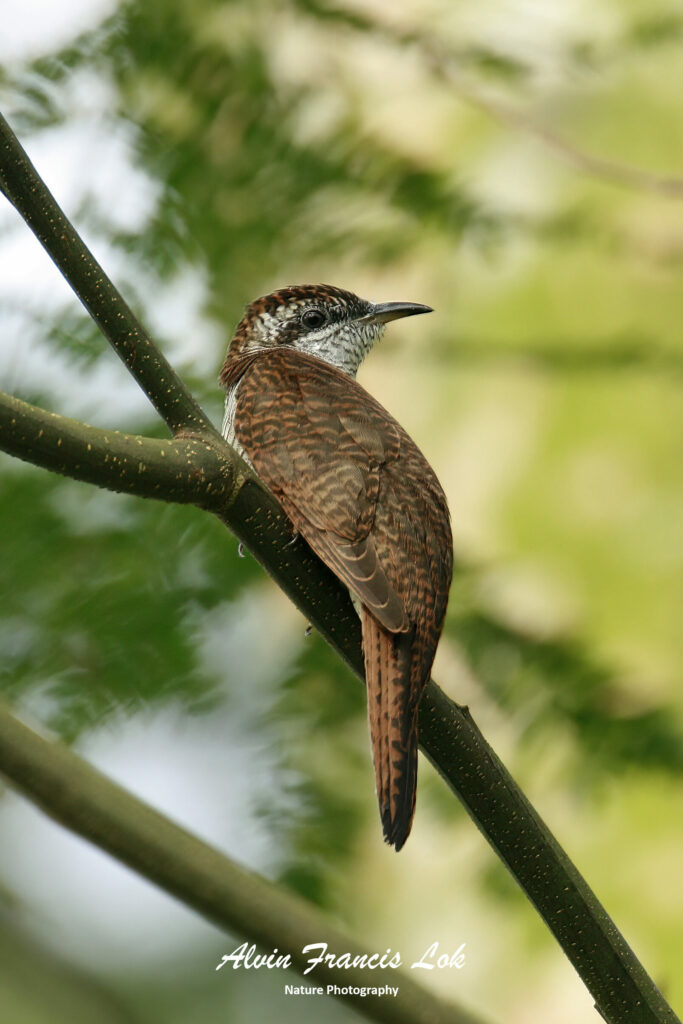 Family Cuculidae (Cuckoos) - Biodiversity (Singapore)