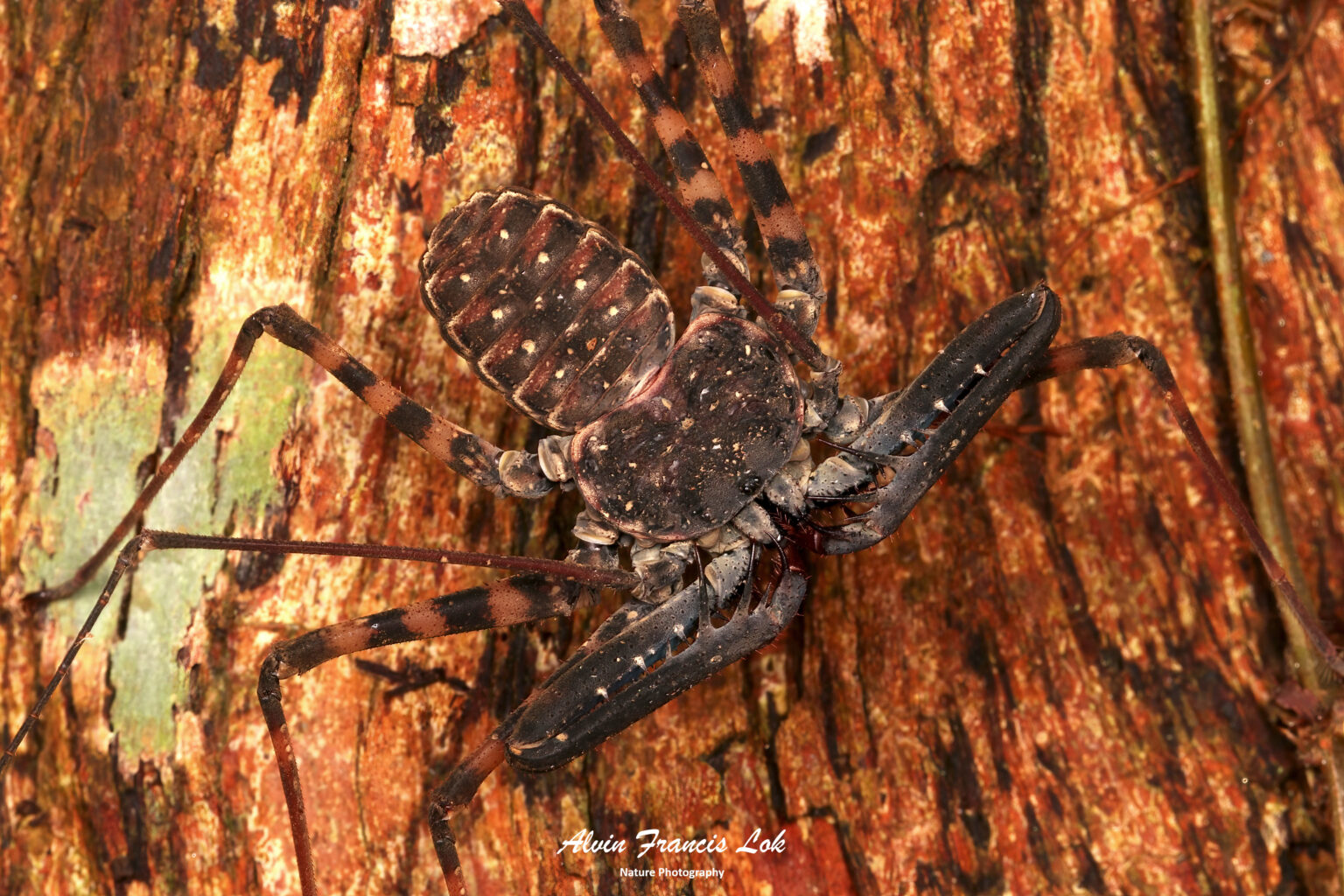 Amblypygi (Whip spiders) - Biodiversity (Singapore)