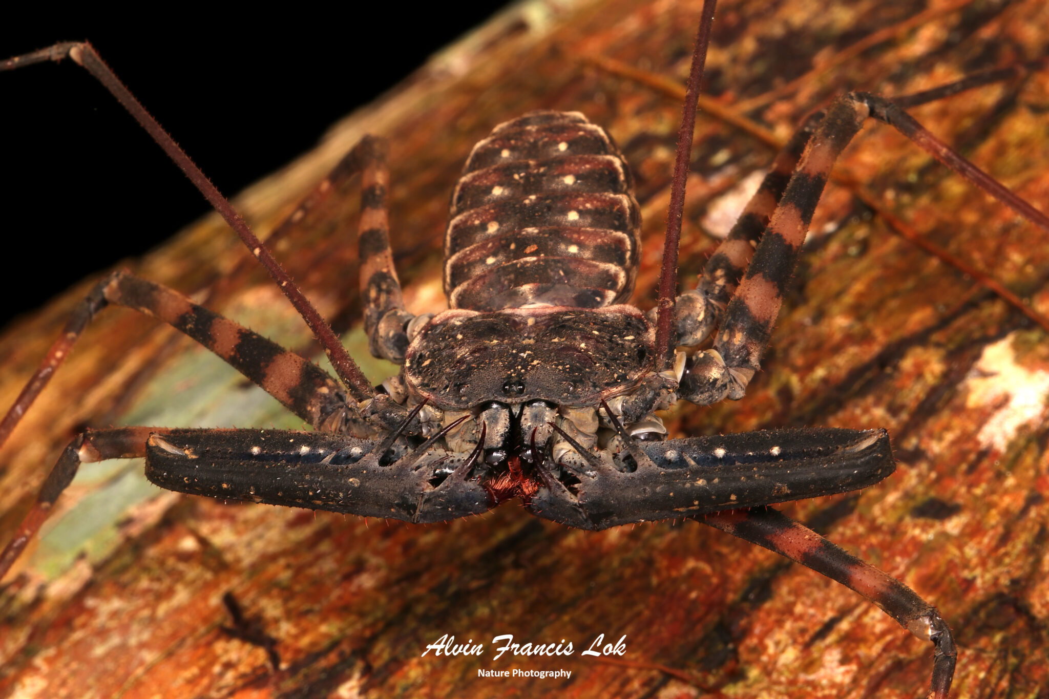 Amblypygi (Whip spiders) - Biodiversity (Singapore)