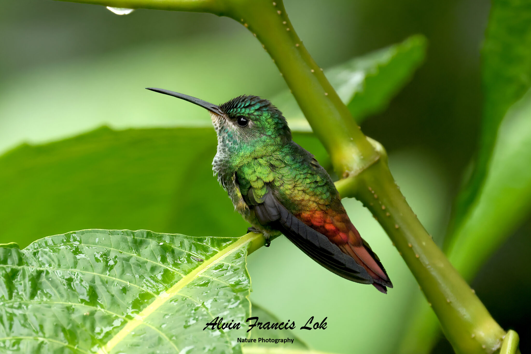 Family Trochilidae (Hummingbirds) - Biodiversity (Singapore)