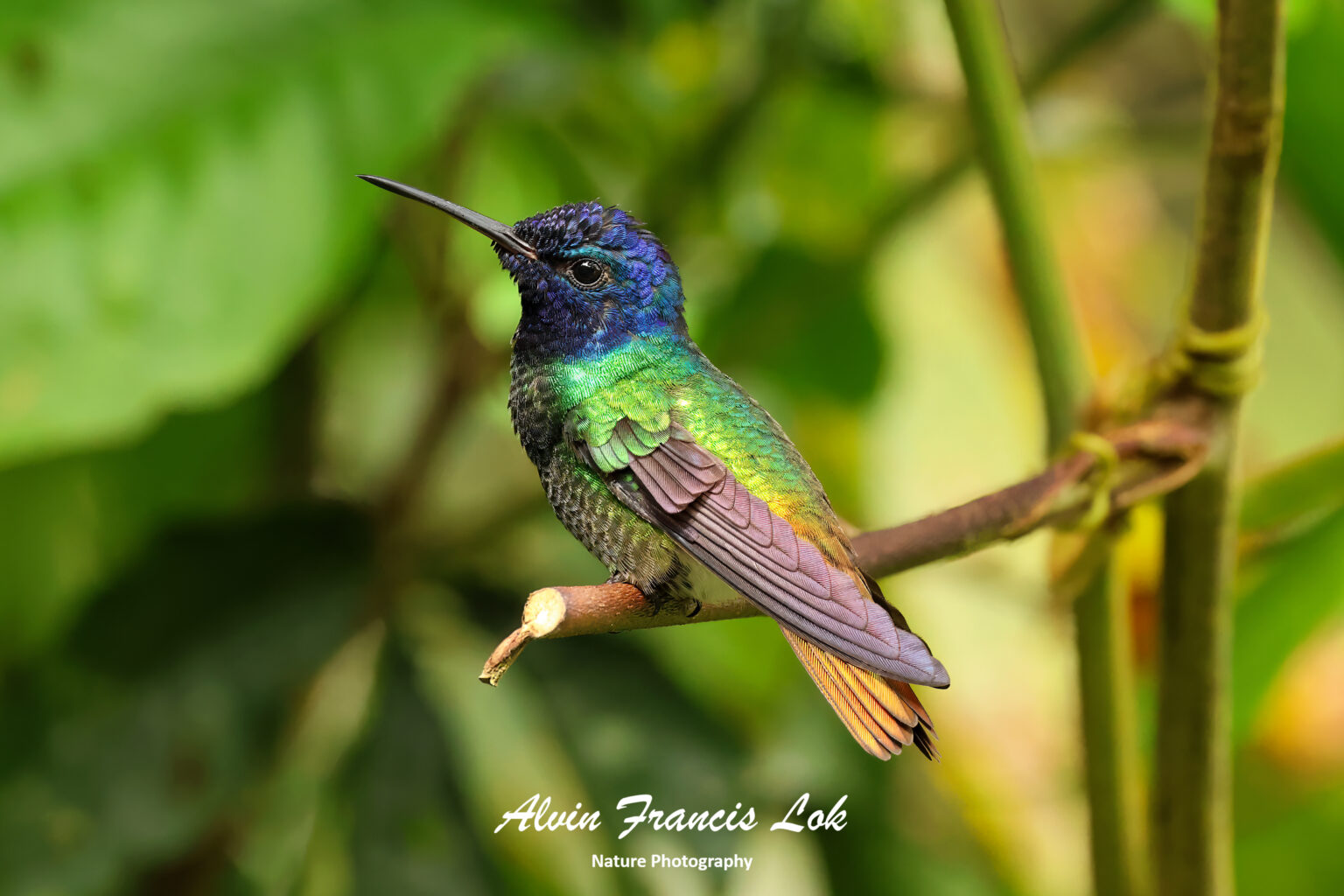 Family Trochilidae (Hummingbirds) - Biodiversity (Singapore)