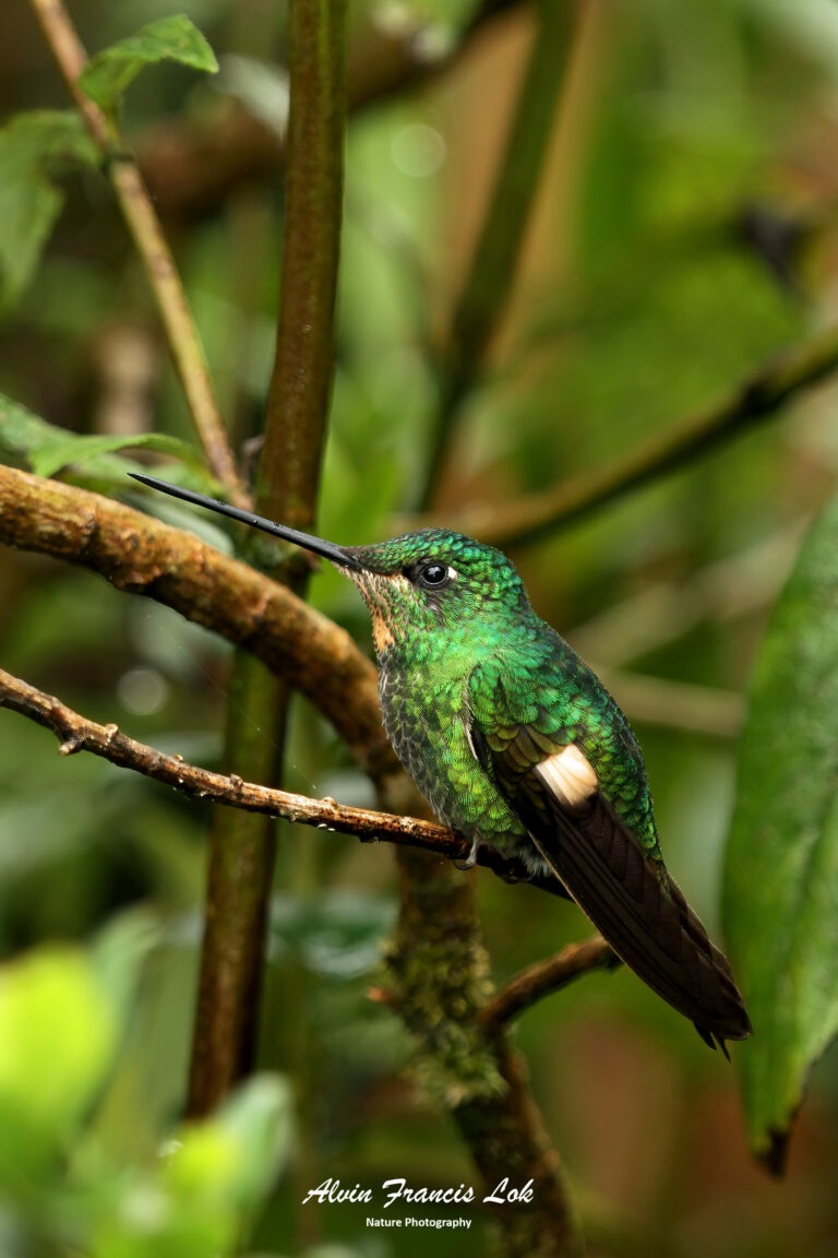 Family Trochilidae (Hummingbirds) - Biodiversity (Singapore)