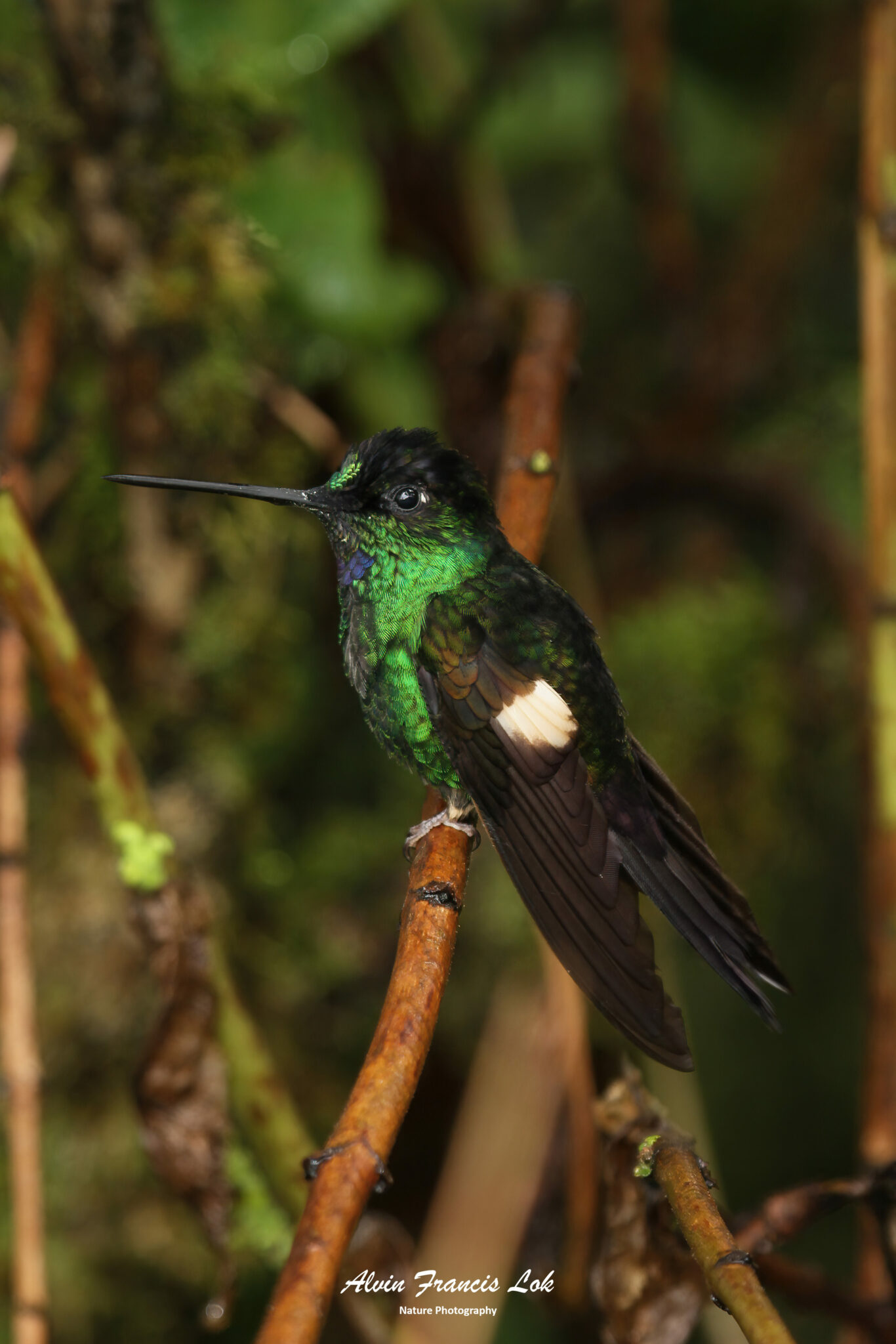 Family Trochilidae (Hummingbirds) - Biodiversity (Singapore)