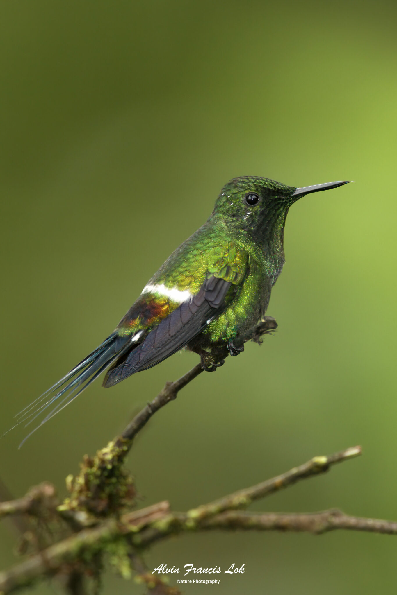 Family Trochilidae (Hummingbirds) - Biodiversity (Singapore)