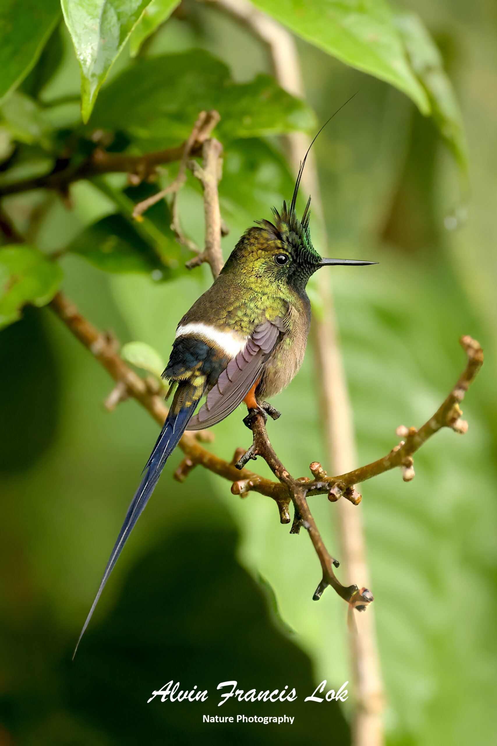 Family Trochilidae (Hummingbirds) - Biodiversity (Singapore)