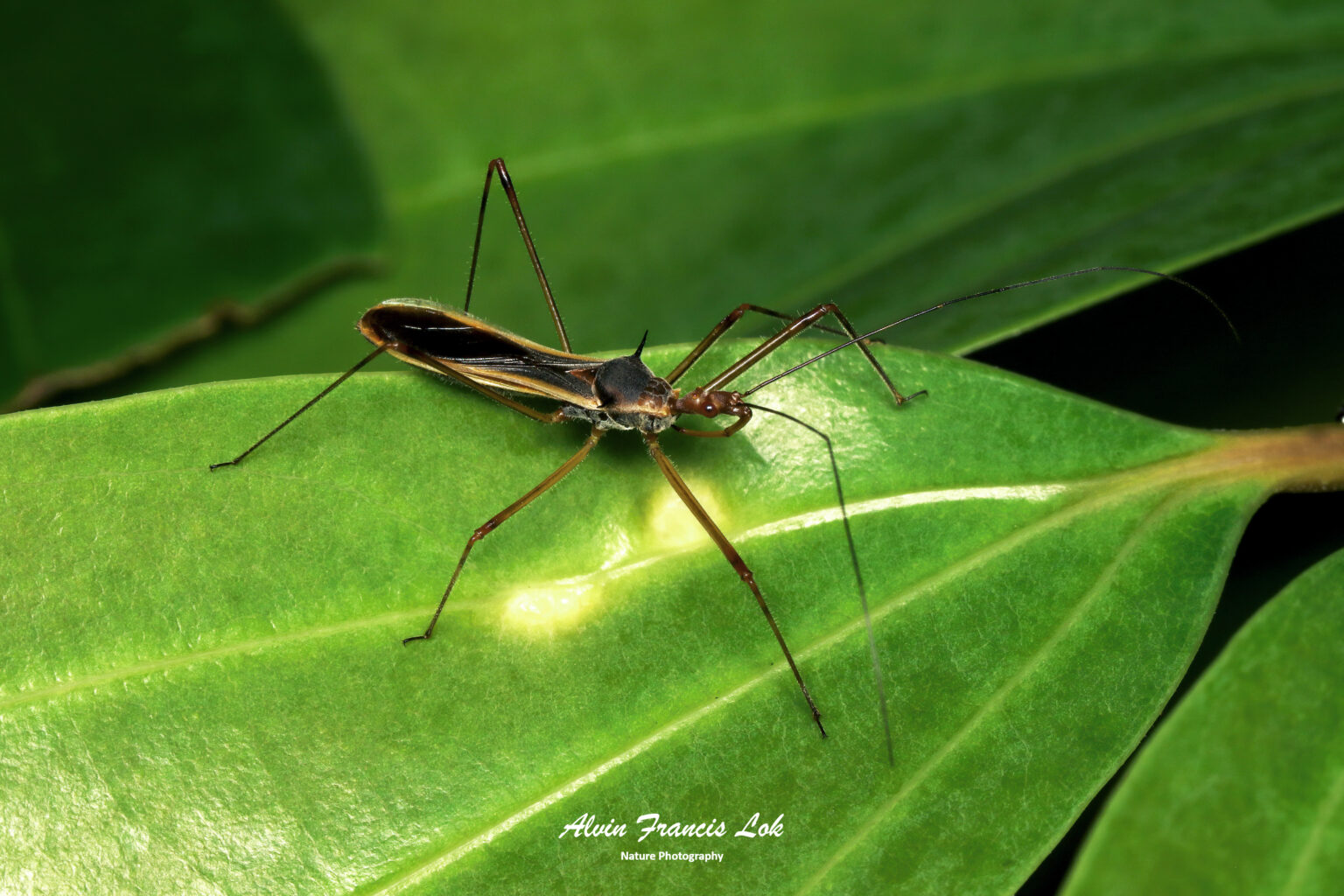 Family Reduviidae (Assassin Bugs) - Biodiversity (Singapore)