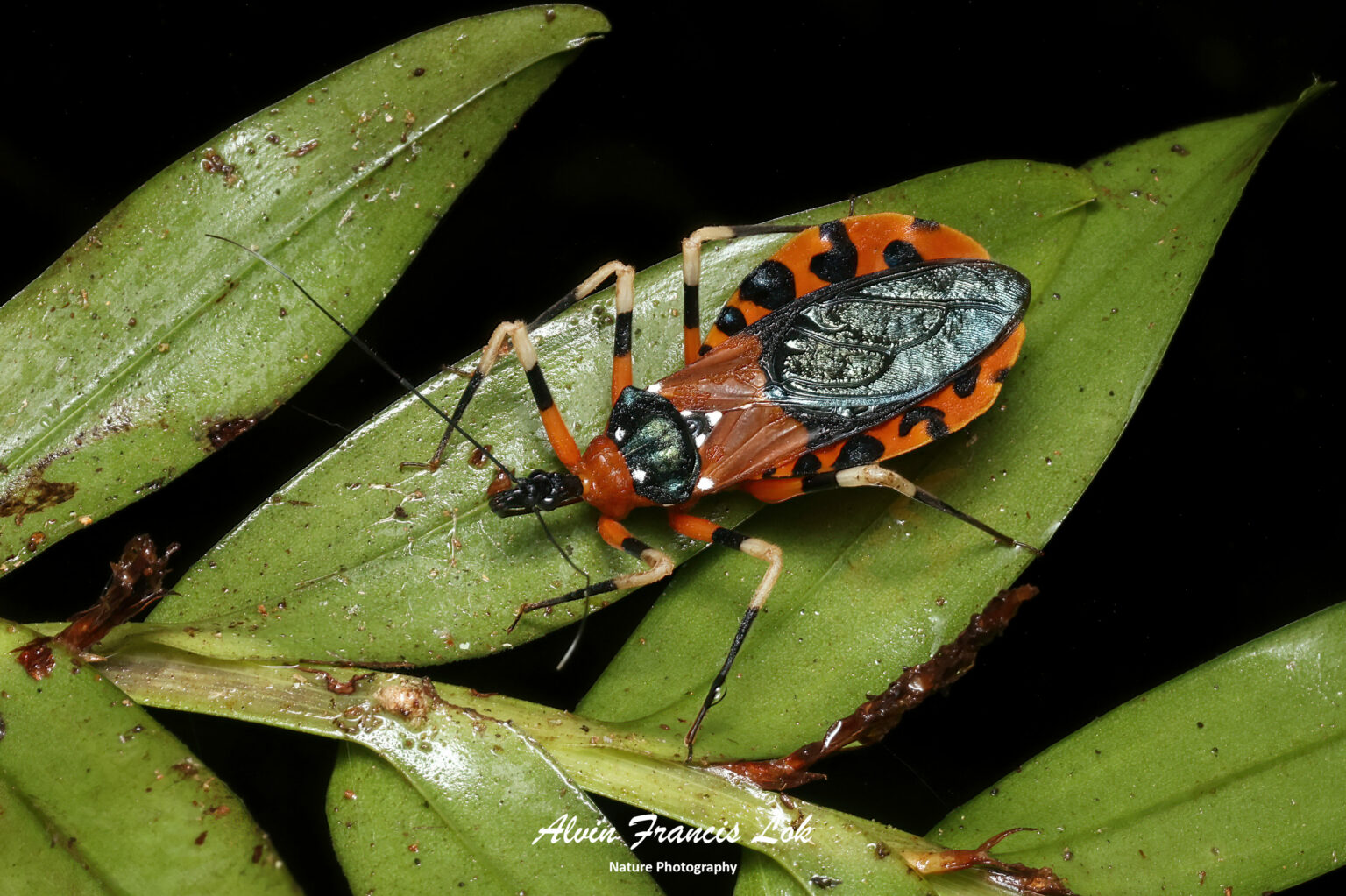 Family Reduviidae (Assassin Bugs) - Biodiversity (Singapore)