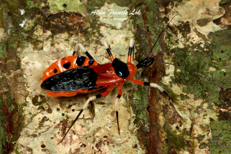 Family Reduviidae (Assassin Bugs) - Biodiversity (Singapore)