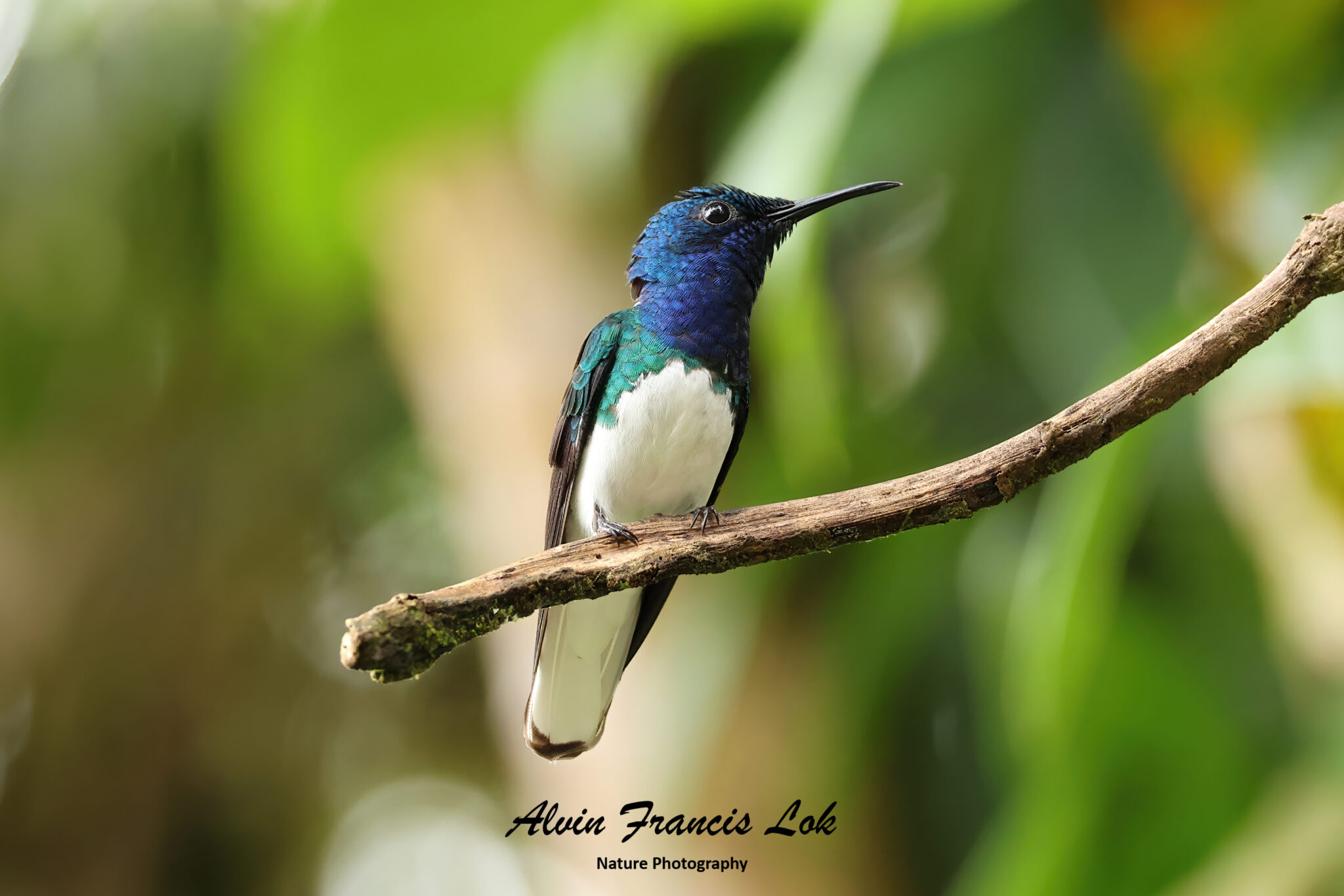 Family Trochilidae (Hummingbirds) - Biodiversity (Singapore)
