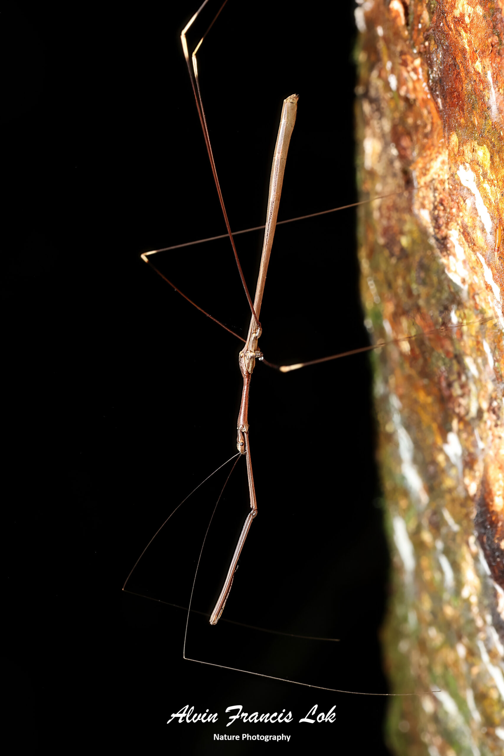 Family Reduviidae (Assassin Bugs) - Biodiversity (Singapore)