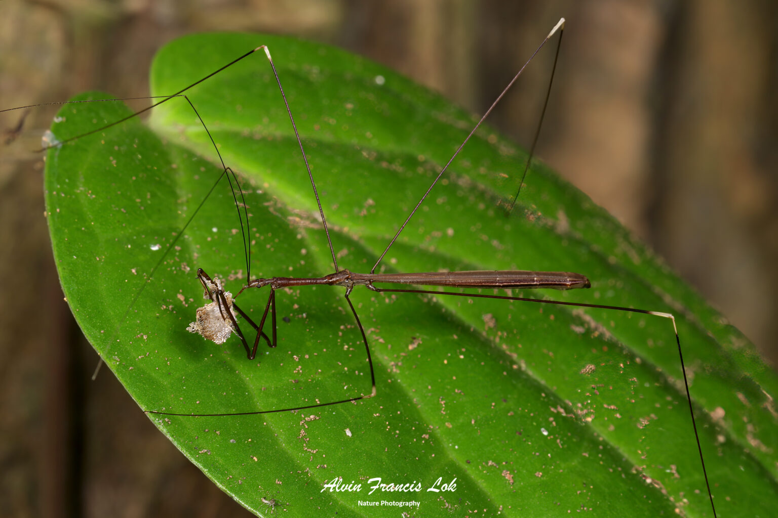 Family Reduviidae (Assassin Bugs) - Biodiversity (Singapore)
