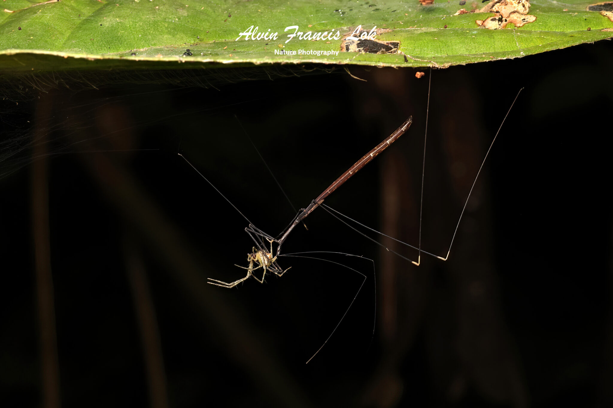 Family Reduviidae (Assassin Bugs) - Biodiversity (Singapore)