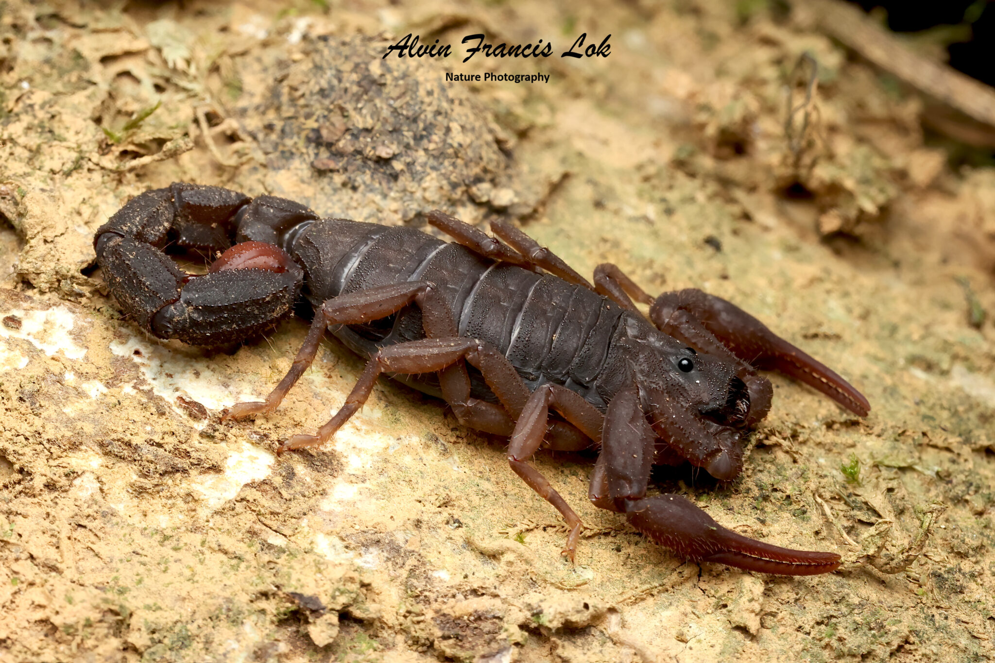 Scorpiones (Scorpions) - Biodiversity (Singapore)
