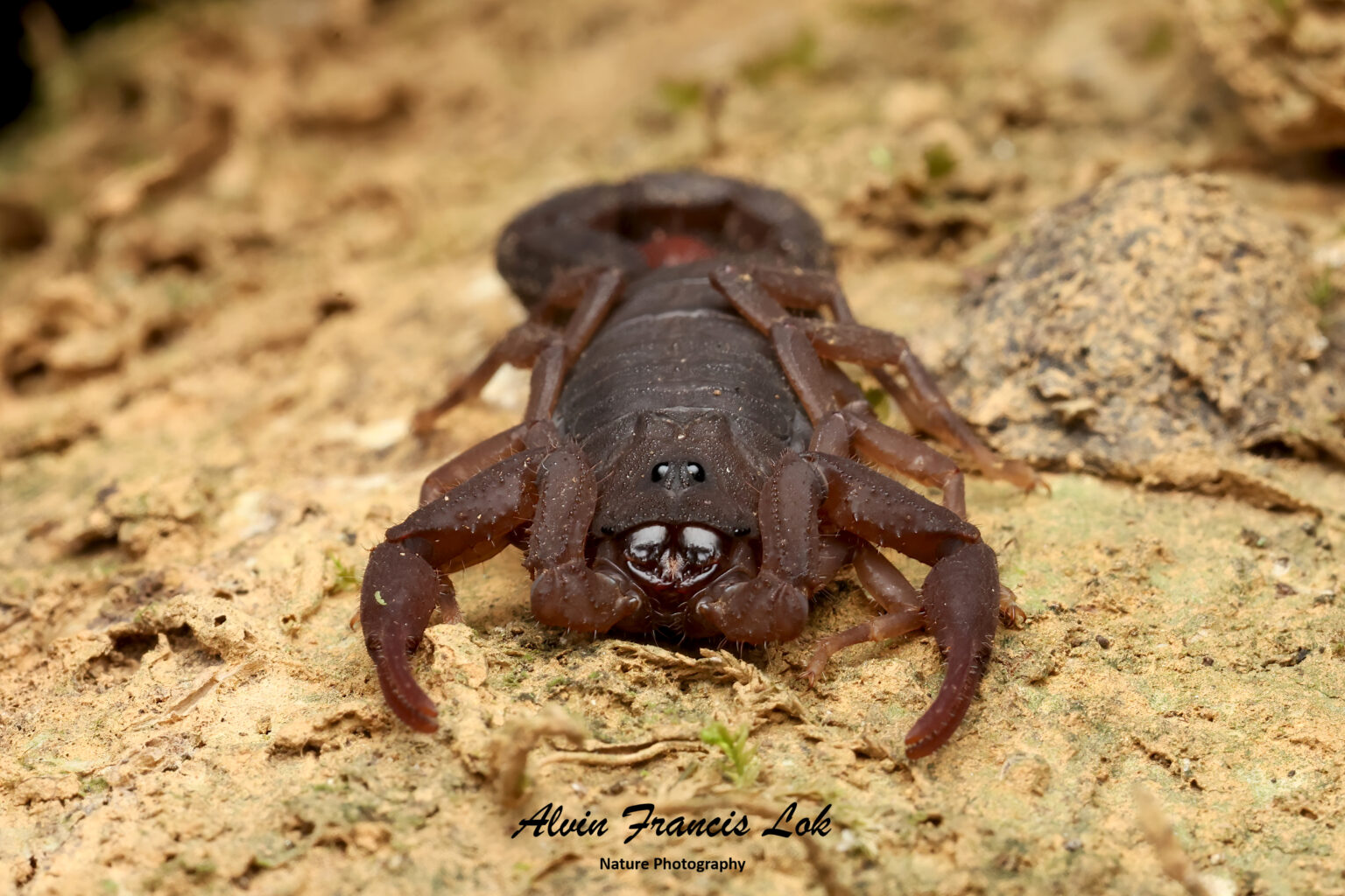 Scorpiones (Scorpions) - Biodiversity (Singapore)